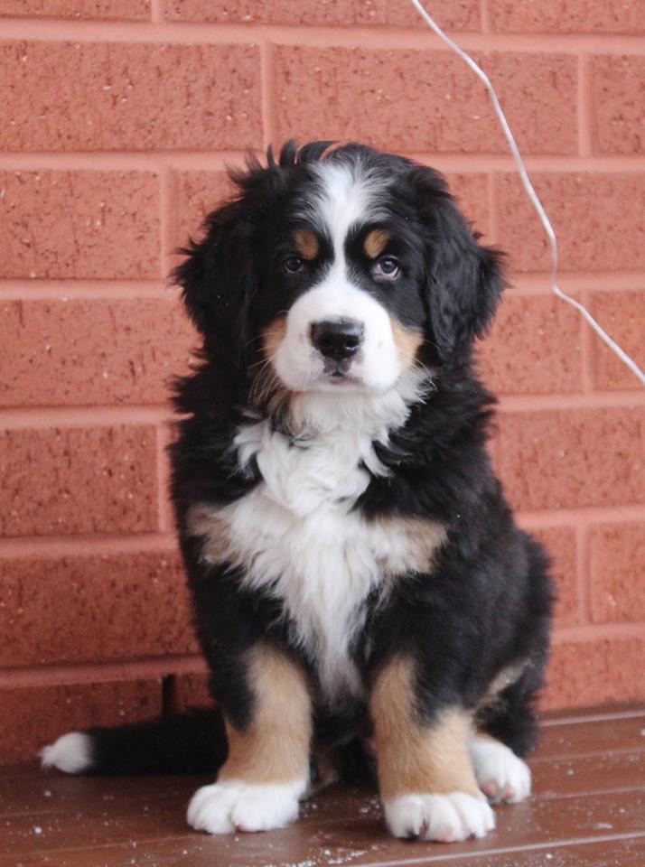 Have an Ice day : Berninpaimenkoira