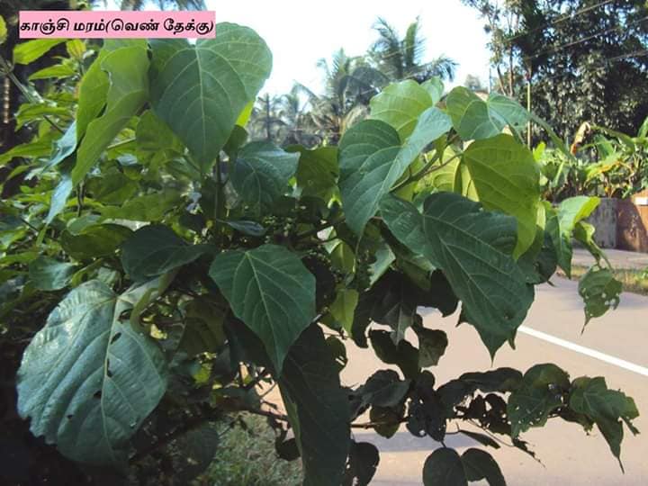 Trees- Banyan, Arasan, Bamboo, Jack, Nochi, Karuvel, Kodukka, Tamrid, neem