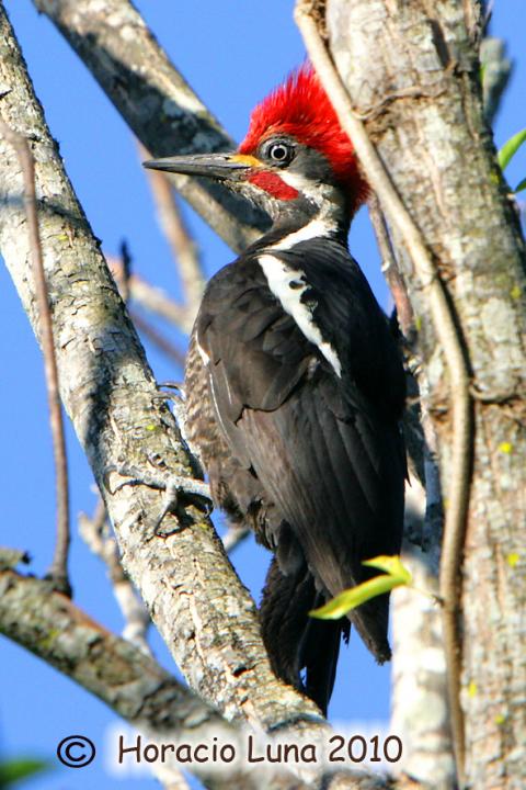 Argentina nativa: Carpintero garganta estriada (Dryocopus lineatus)