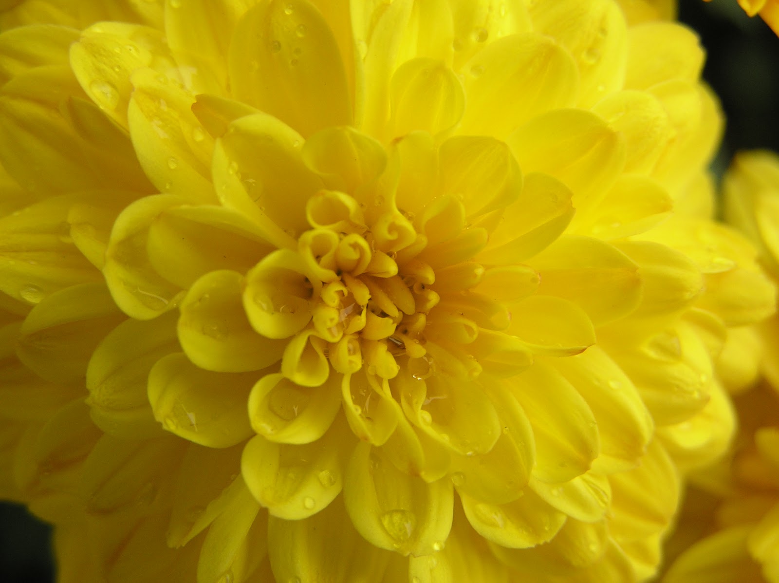 Splendid Little Stars: xanthic