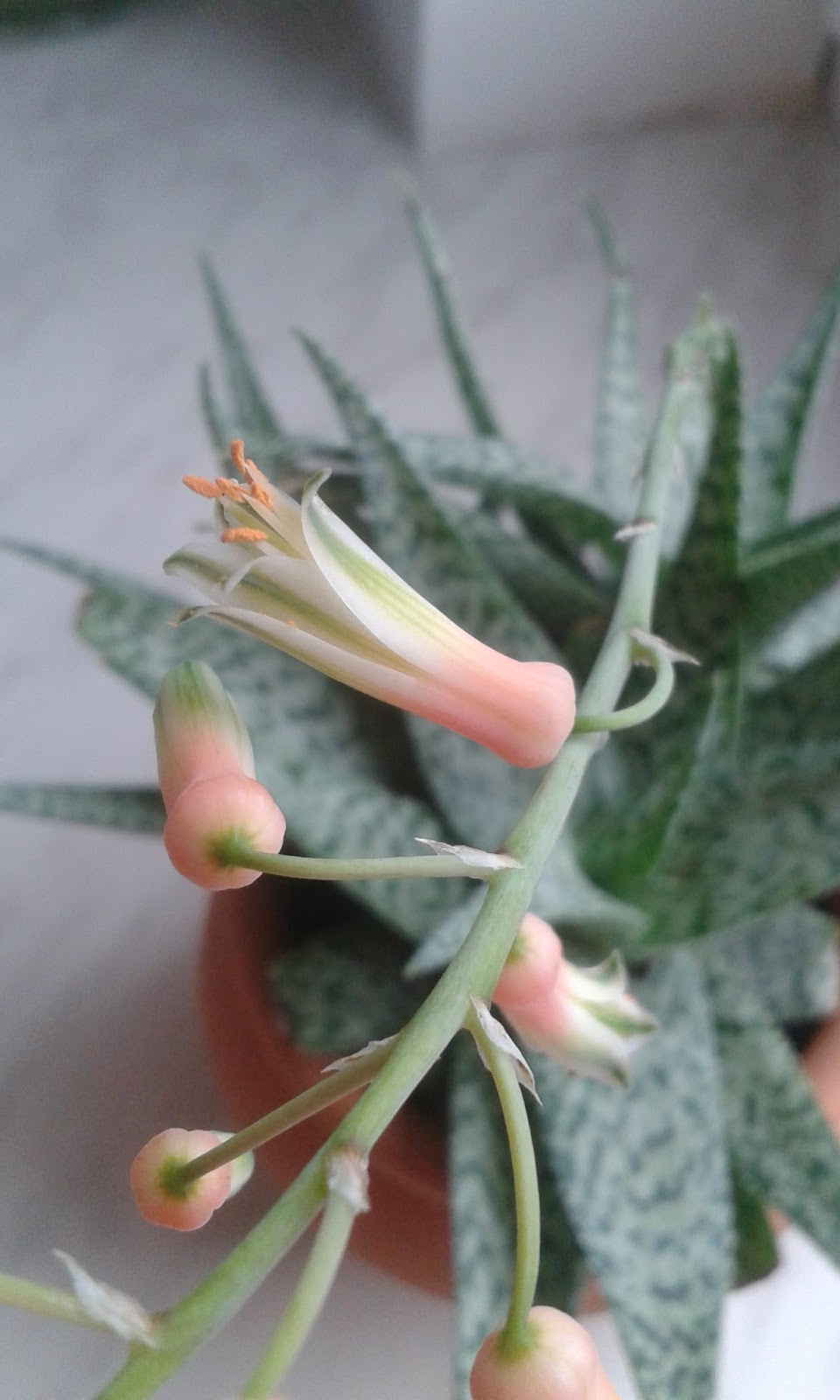 Kaktusowo ;): ALOE RAUHII CV. SNOWFLAKE