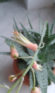 Kaktusowo ;): ALOE RAUHII CV. SNOWFLAKE