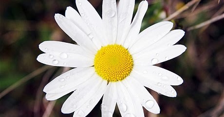 9 Great daisy facts for kids ~ Plants Facts