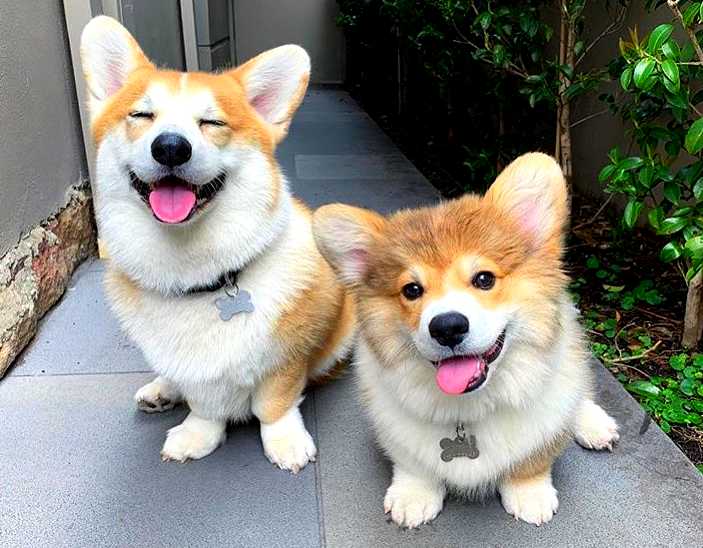 10 Fascinating Facts About Corgis: More Than Just Cute Internet Stars