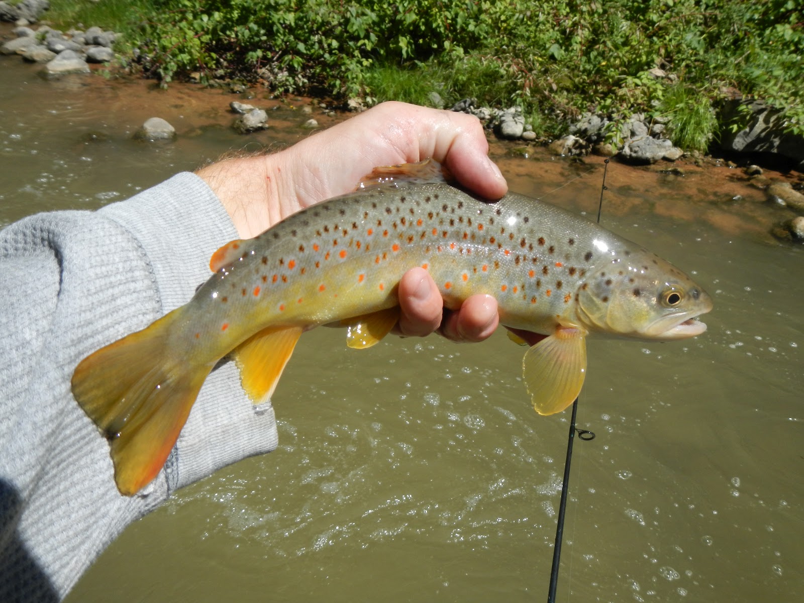 Utah Water Log: Rugged Stream - Brown Trout