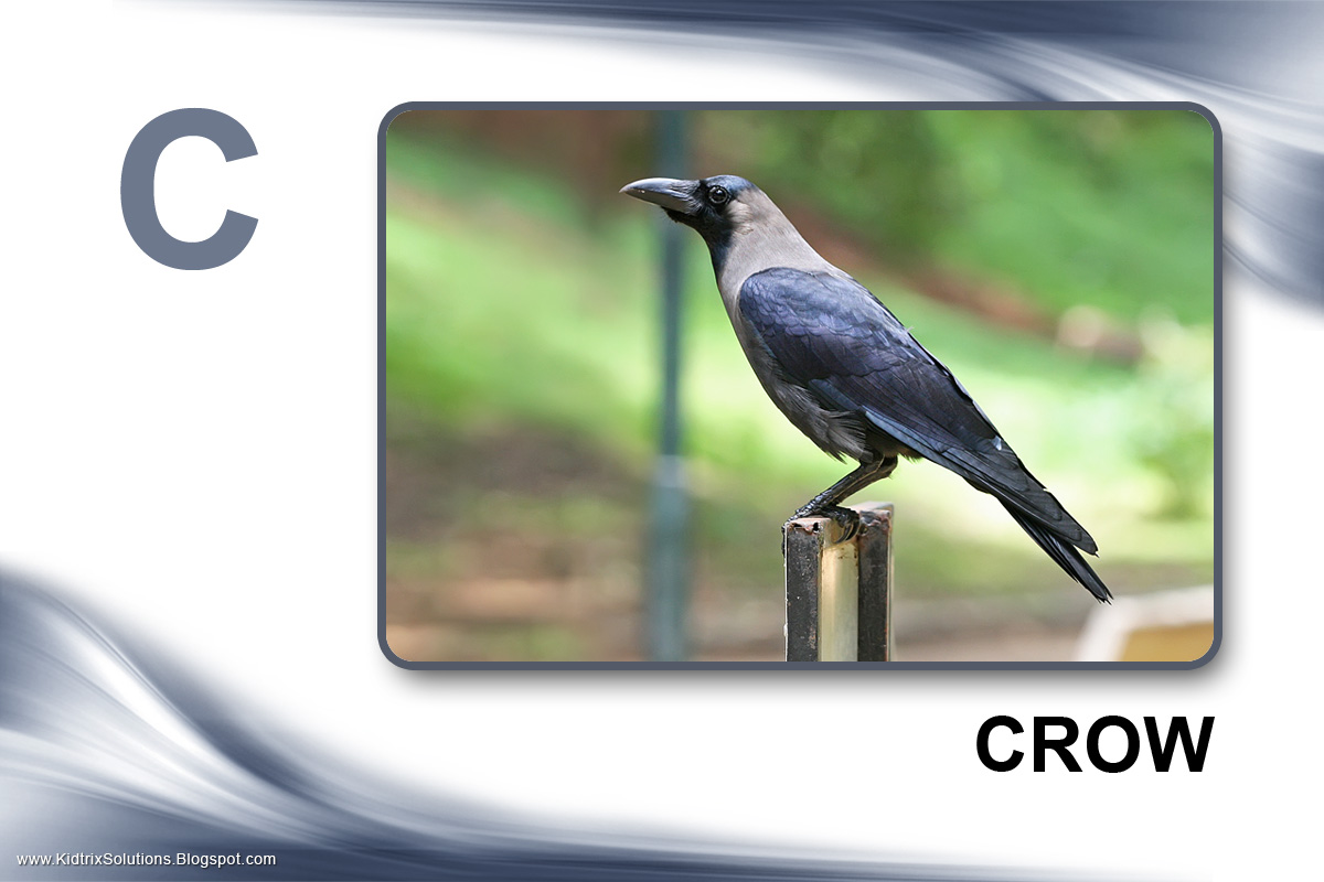 Kidtrix: Birds - ABC