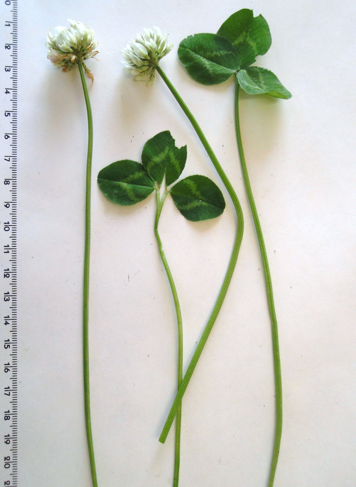 HERBARIO VIRTUAL DE BANYERES DE MARIOLA Y ALICANTE: Trifolium repens ...