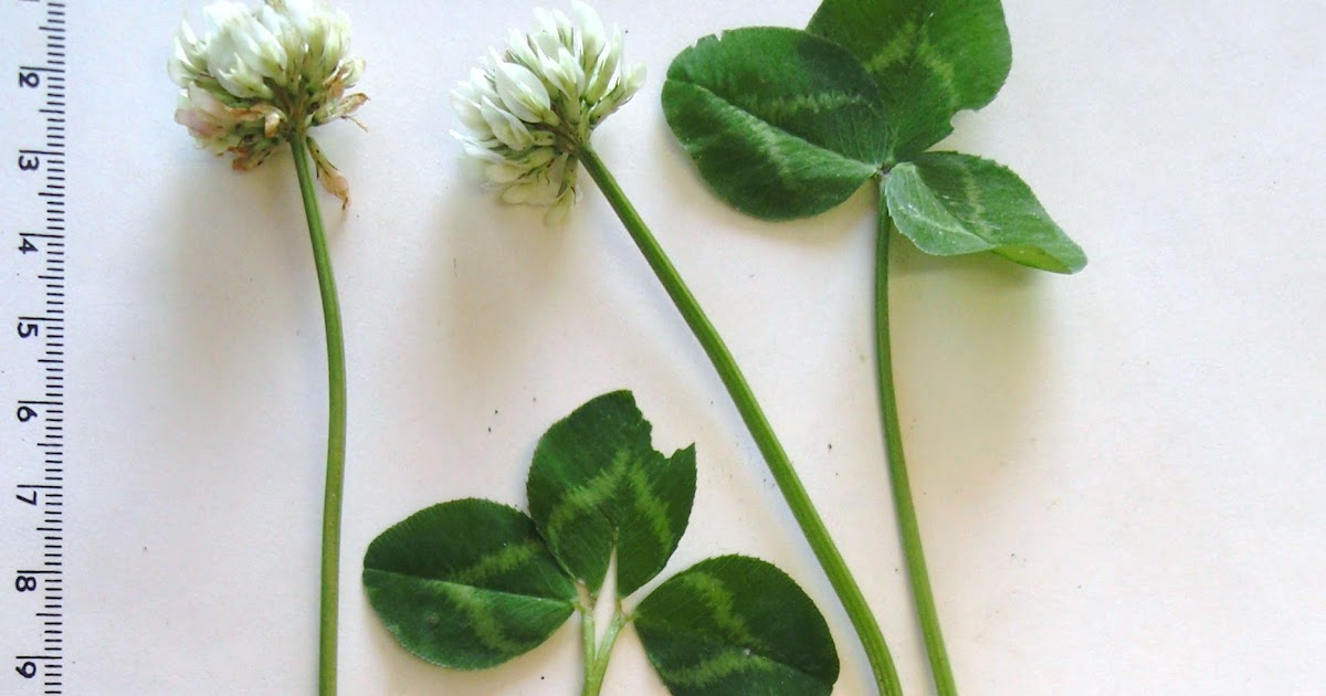 HERBARIO VIRTUAL DE BANYERES DE MARIOLA Y ALICANTE: Trifolium repens ...