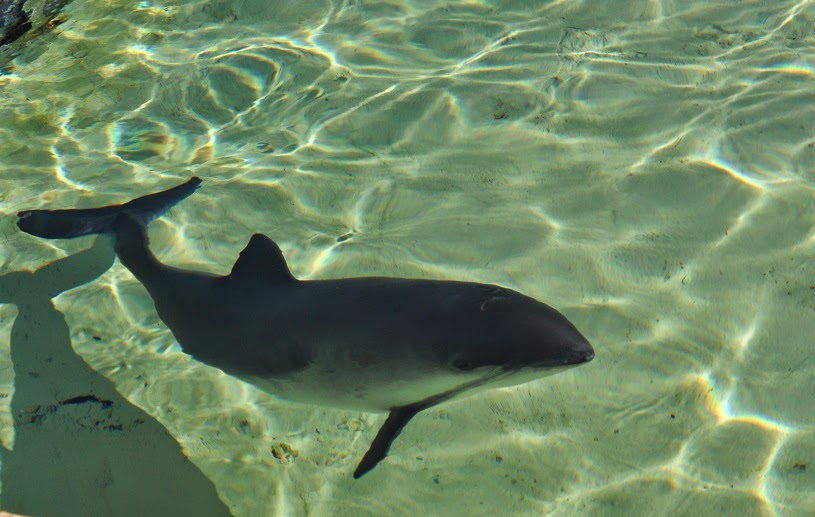 ZOOTOGRAFIANDO (6.096 ANIMALS): MARSOPA COMÚN / HARBOUR PORPOISE ...