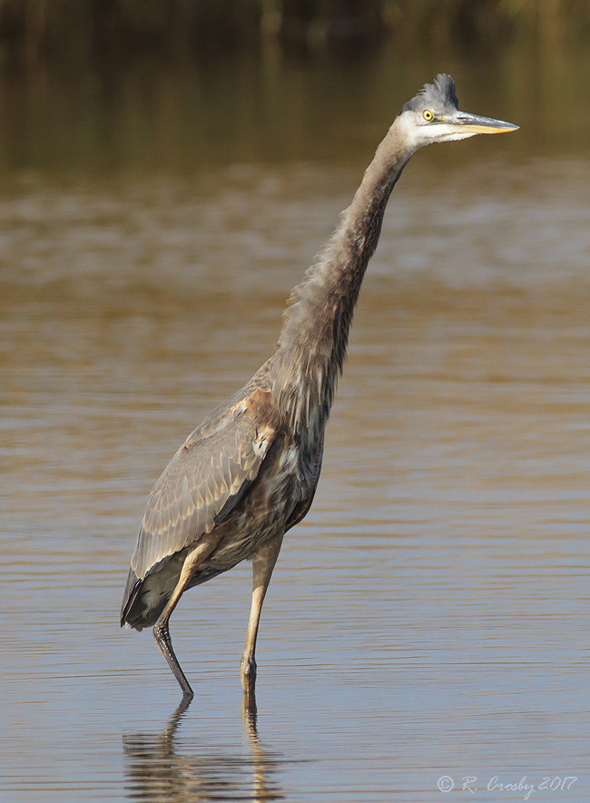 South Shore Birder: Incoming - Juvenile Great Blue Heron