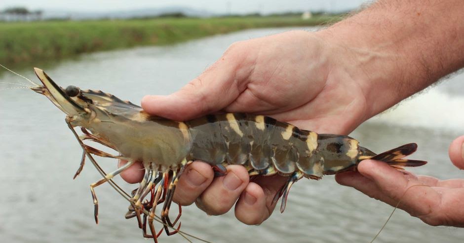 Tiger shrimp (penaeus monodon)