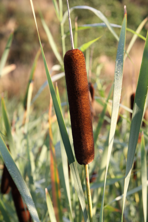 Healing Weeds: Cattail