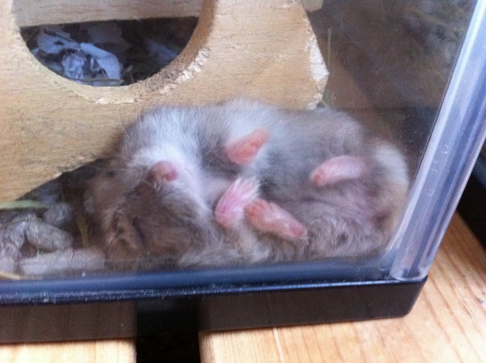 Pepsi the lazy Maltese: Sleeping Hamsters