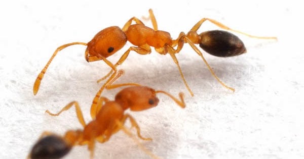Jenis semut biasa di Malaysia yang anda perlu tahu | My Pest News