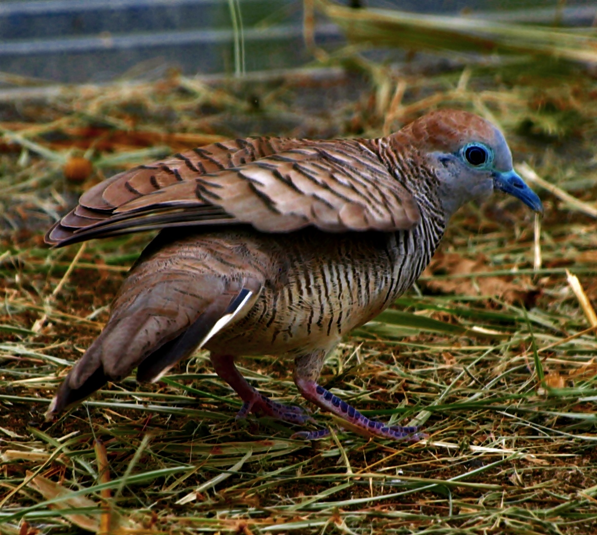 PENABAHARI : ODISI BERSAMA OLYMPUS: POTRET FAUNA (13) KETITIR@MERBUK