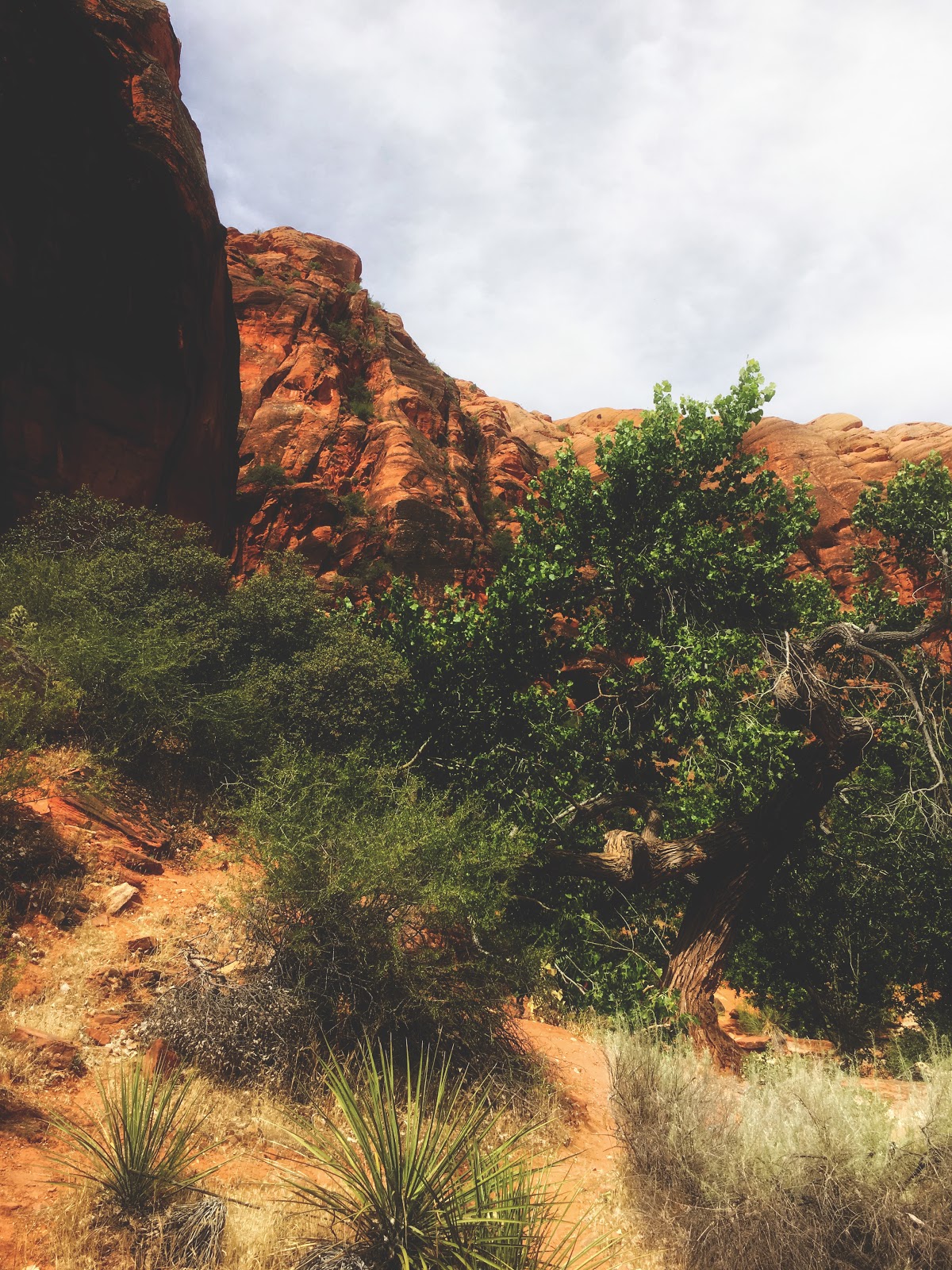 Red Cliffs National Conservation Area - Red Reef Trail