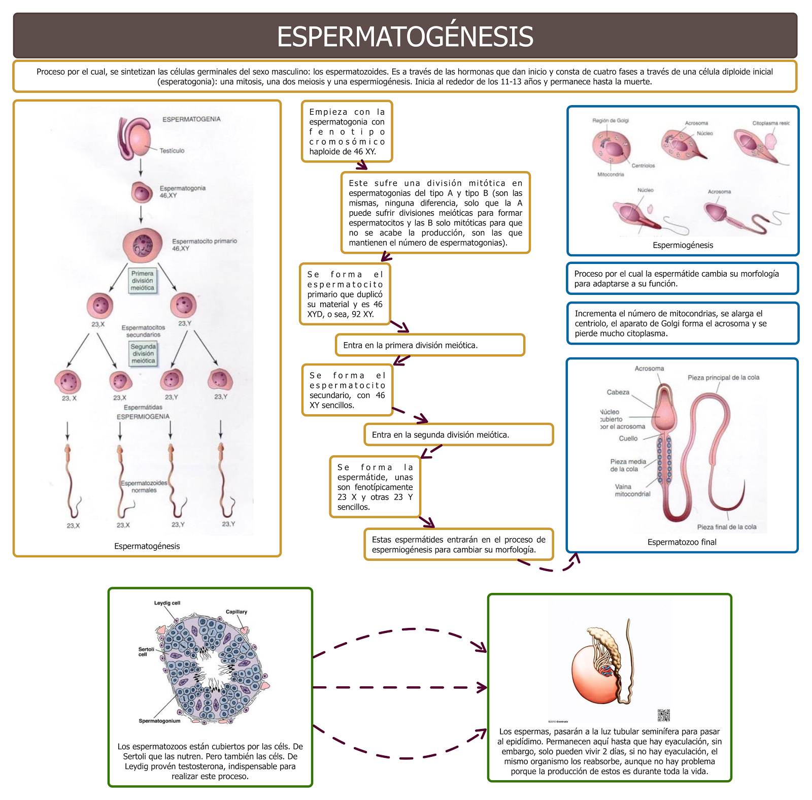 Dibujo De Espermatogenesis