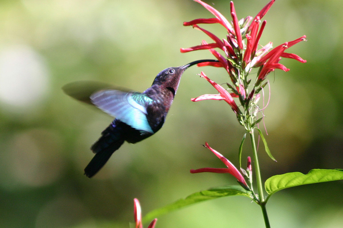 Mythology and Folklore UN-Textbook: Tejas Legends: Why Hummingbirds ...