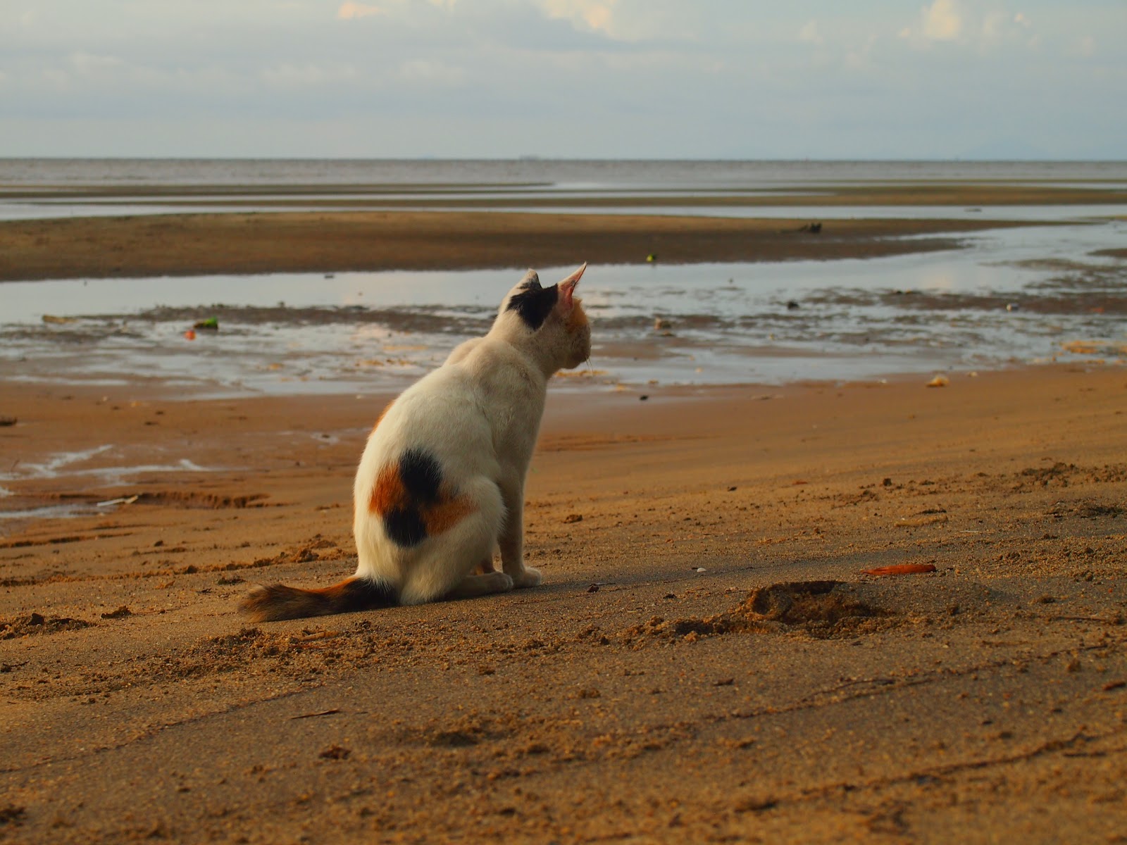 Gunung Palung adventure: Kucing Mampu Mendeteksi Bencana
