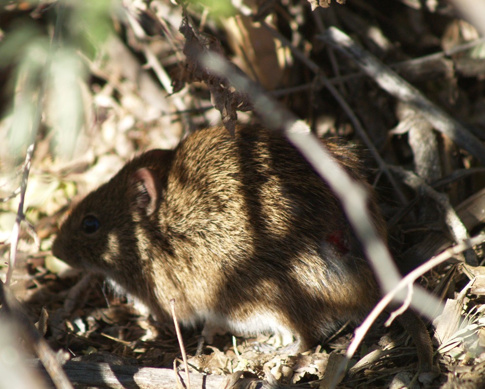 Arizona: Beetles, Bugs, Birds and more: Water and Song Birds at ...