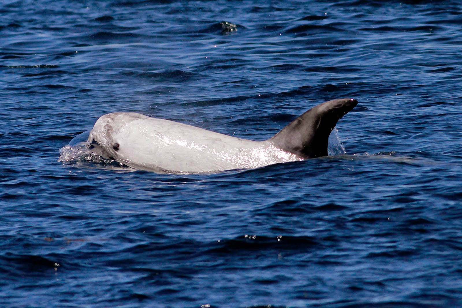 Joe Pender Wildlife Photography: Risso Dolphins