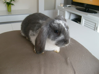 Laurilapinous: Le développement du lapereau