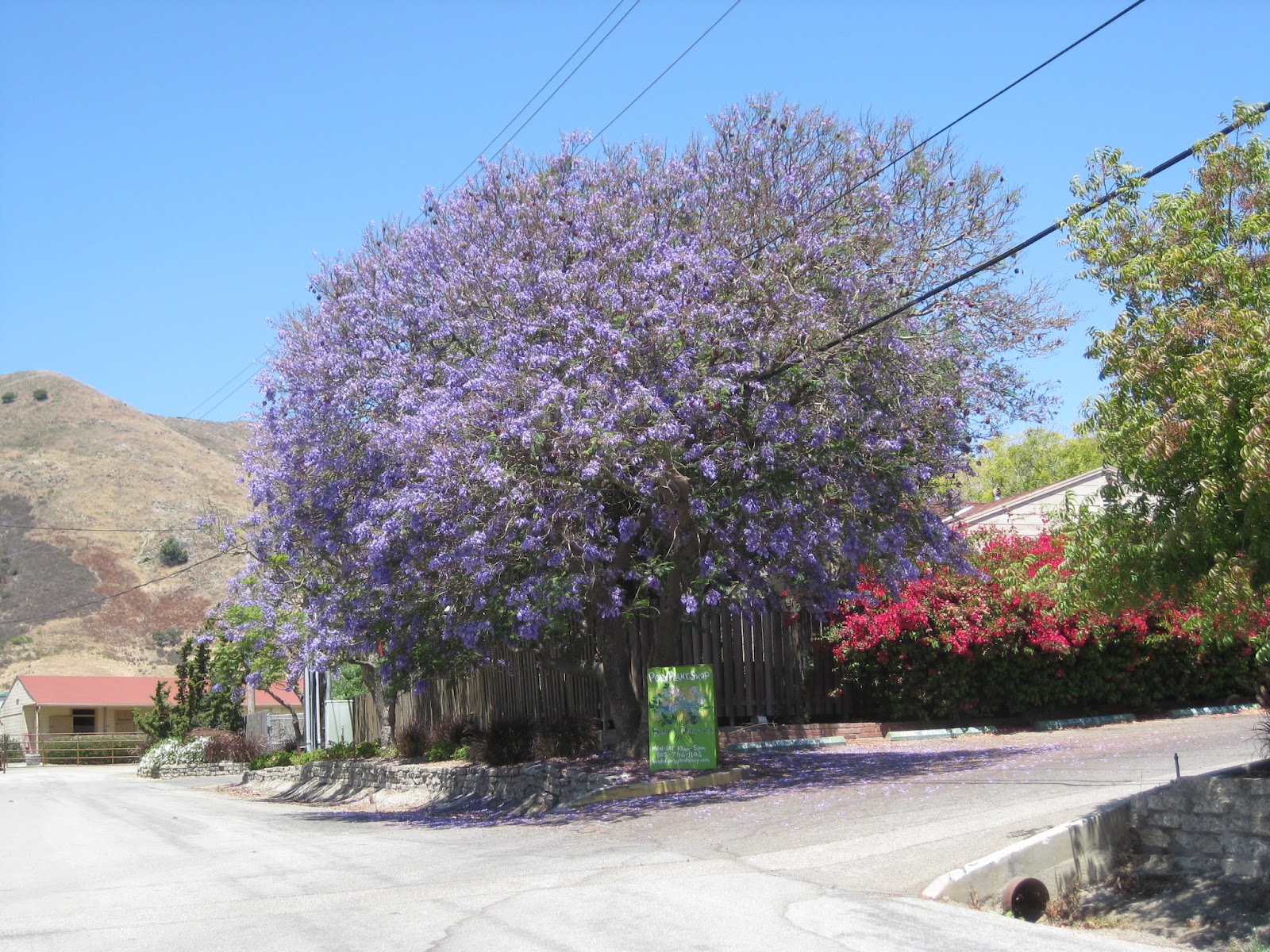 Trees of Santa Cruz County: Jacaranda mimosifolia - Jacaranda