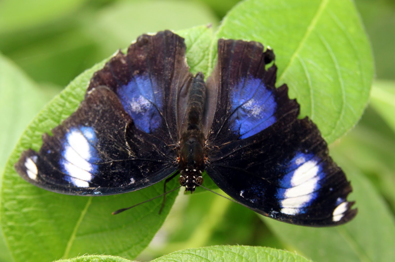 Wildlife and Landscapes: Exotic Butterflies