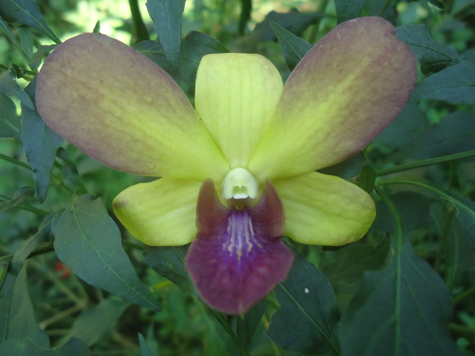 Anggrek Dendrobium Kuning Coklat Bertengger - Rumah Daun Muda