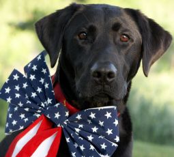 July 4th Dog Safety Tips