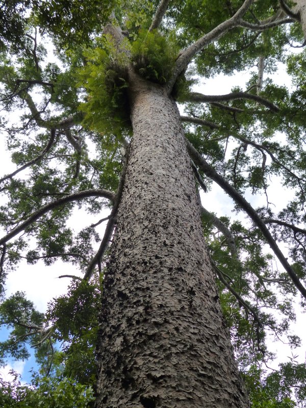 Ian Fraser, talking naturally: Found Nowhere Else! Some Australian ...