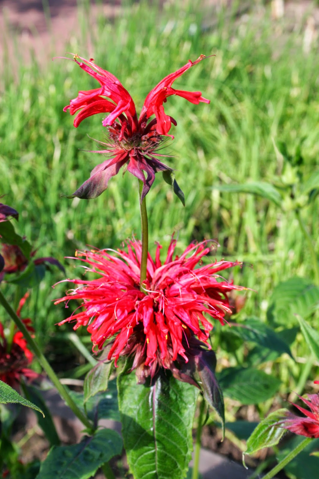 Siniunikon: Kotka Redutti