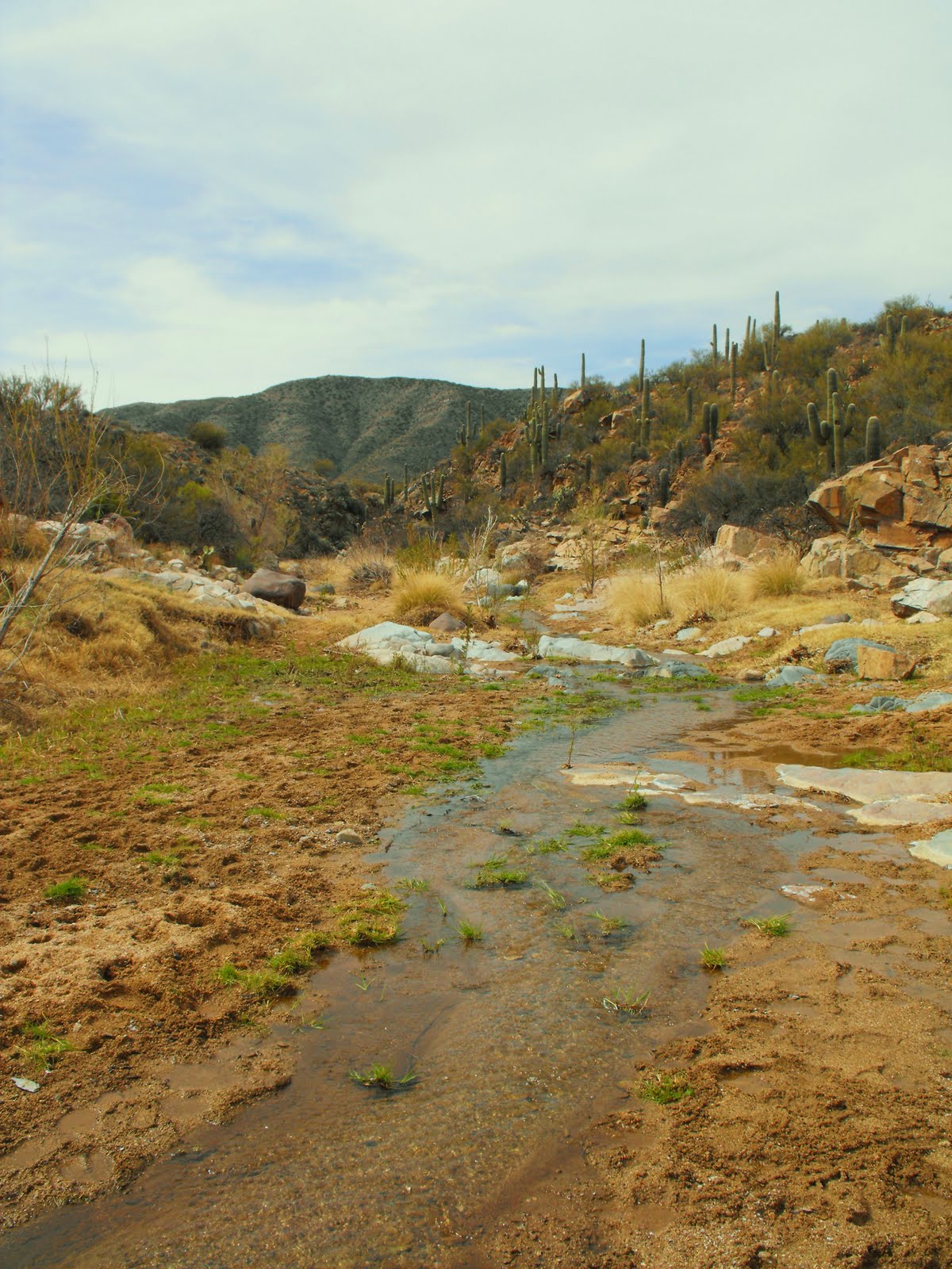 Wanderings through Arizona: Along the Agua Fria River