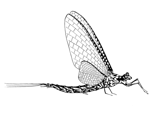 A Year On The Fly: Fly Friday - Illustrating The Mayfly Life Cycle