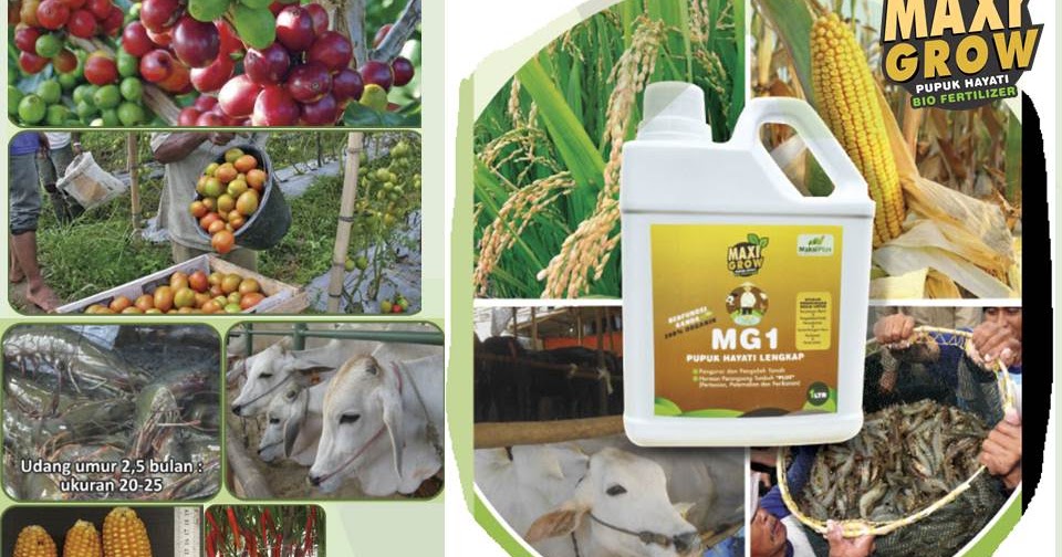 Pupuk Hayati MaxiGrow: Fungsi Utama & Keunggulan MaxiGrow
