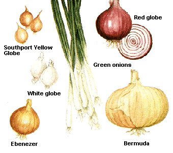 B Y n a T U R a e L: 5 Reasons You Should Start Eating Onions