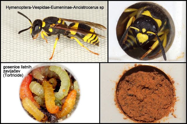 ORGANIC GARDEN - BIO VRT