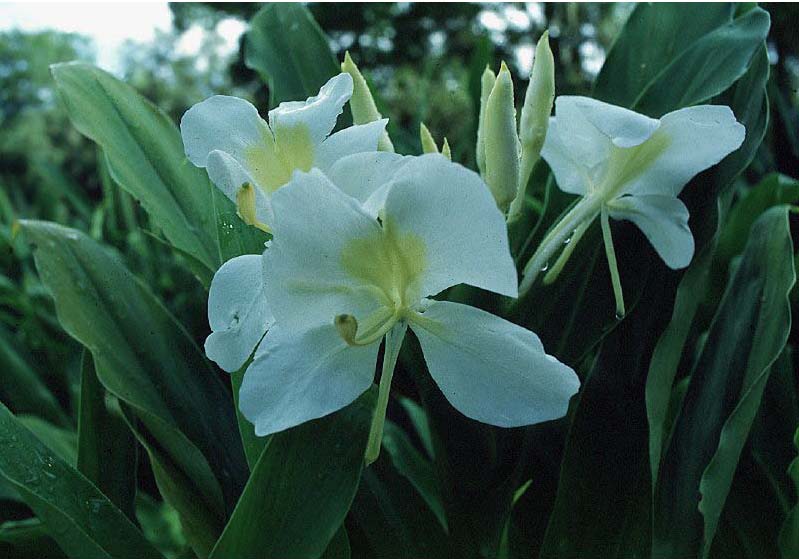 Beechwood Landscape Architecture and Construction: Butterfly Lily ...