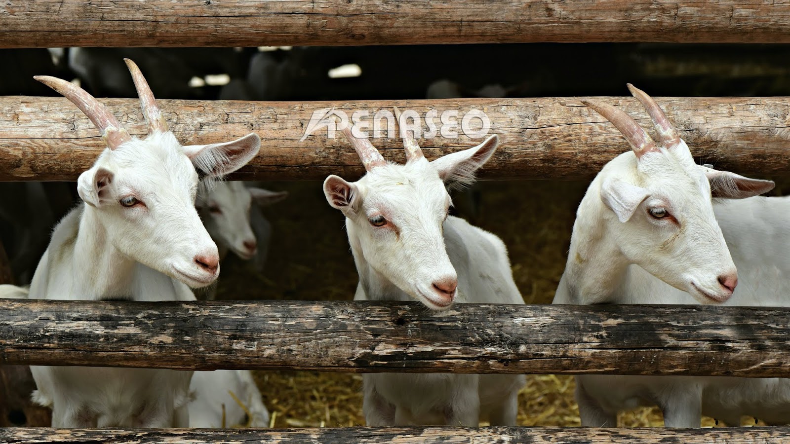 Intip Cara Beternak Kambing yang Menguntungkan dan Sukses - Penaseo