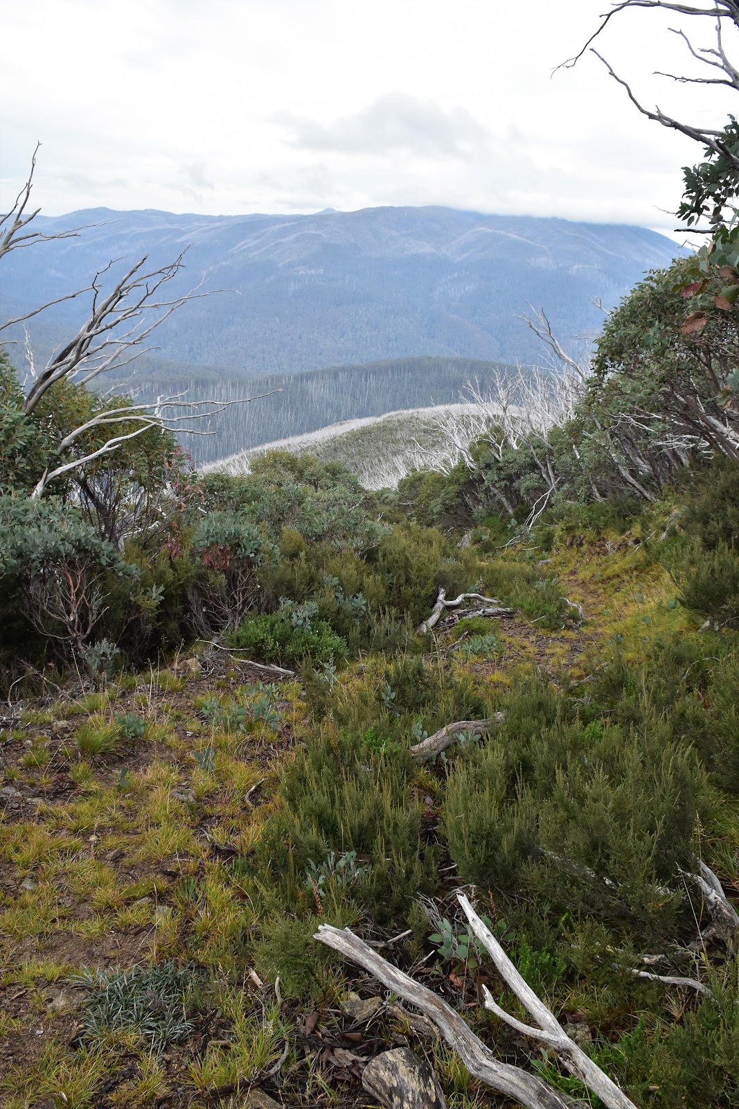 Goin' Feral One Day At A Time: Spion Kopje to Bogong Village, Bogong ...