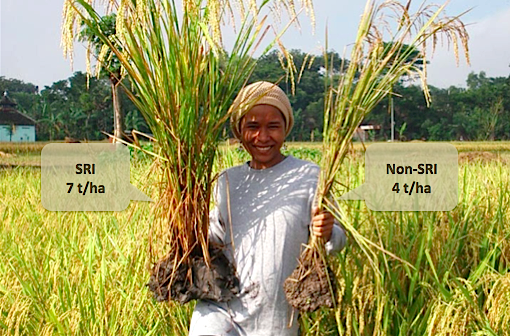 Response of Physiological Characteristics and Productivity of Hybrid ...