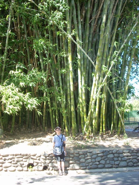 International Tree Society