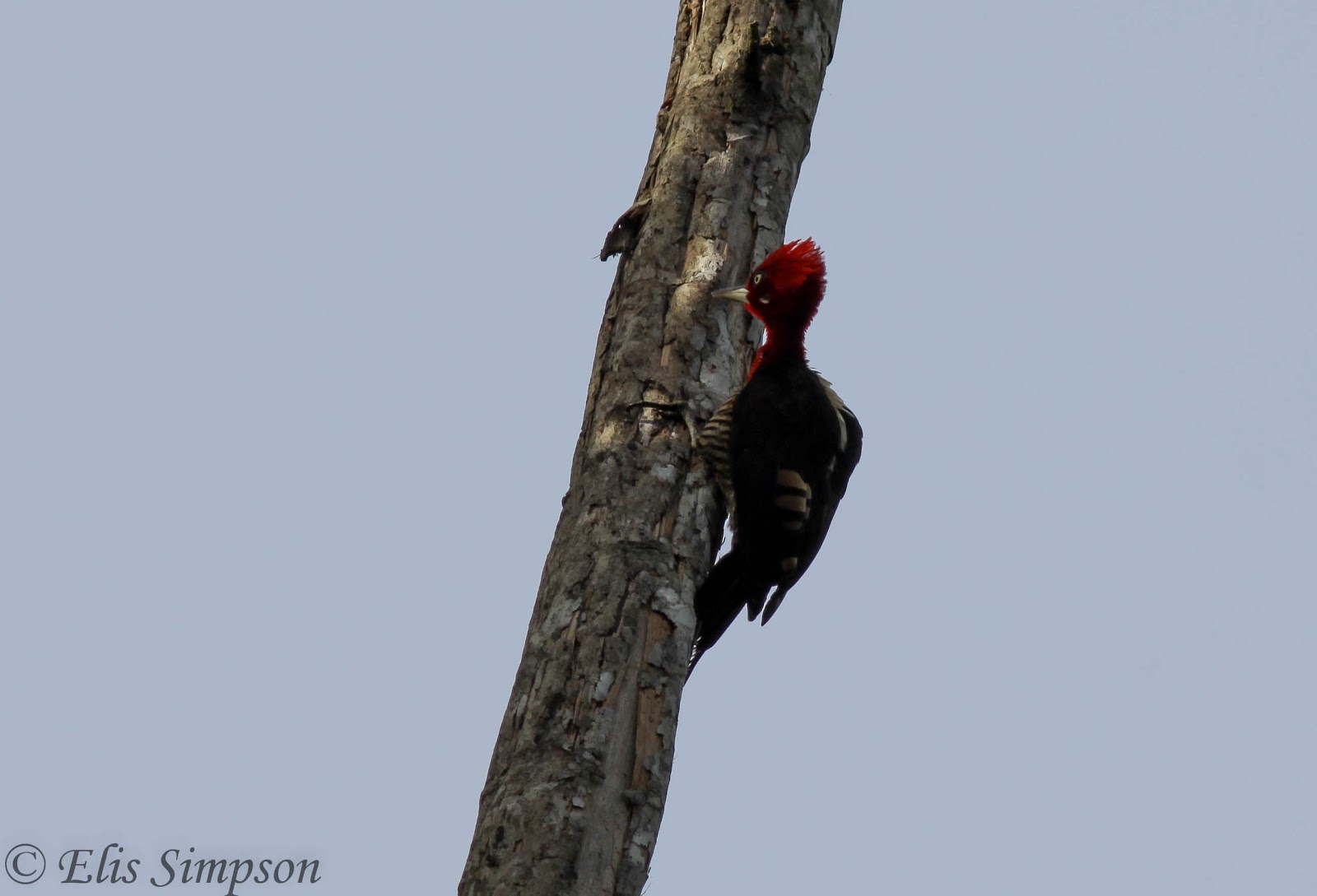 Rick Simpson Birding: Gallery