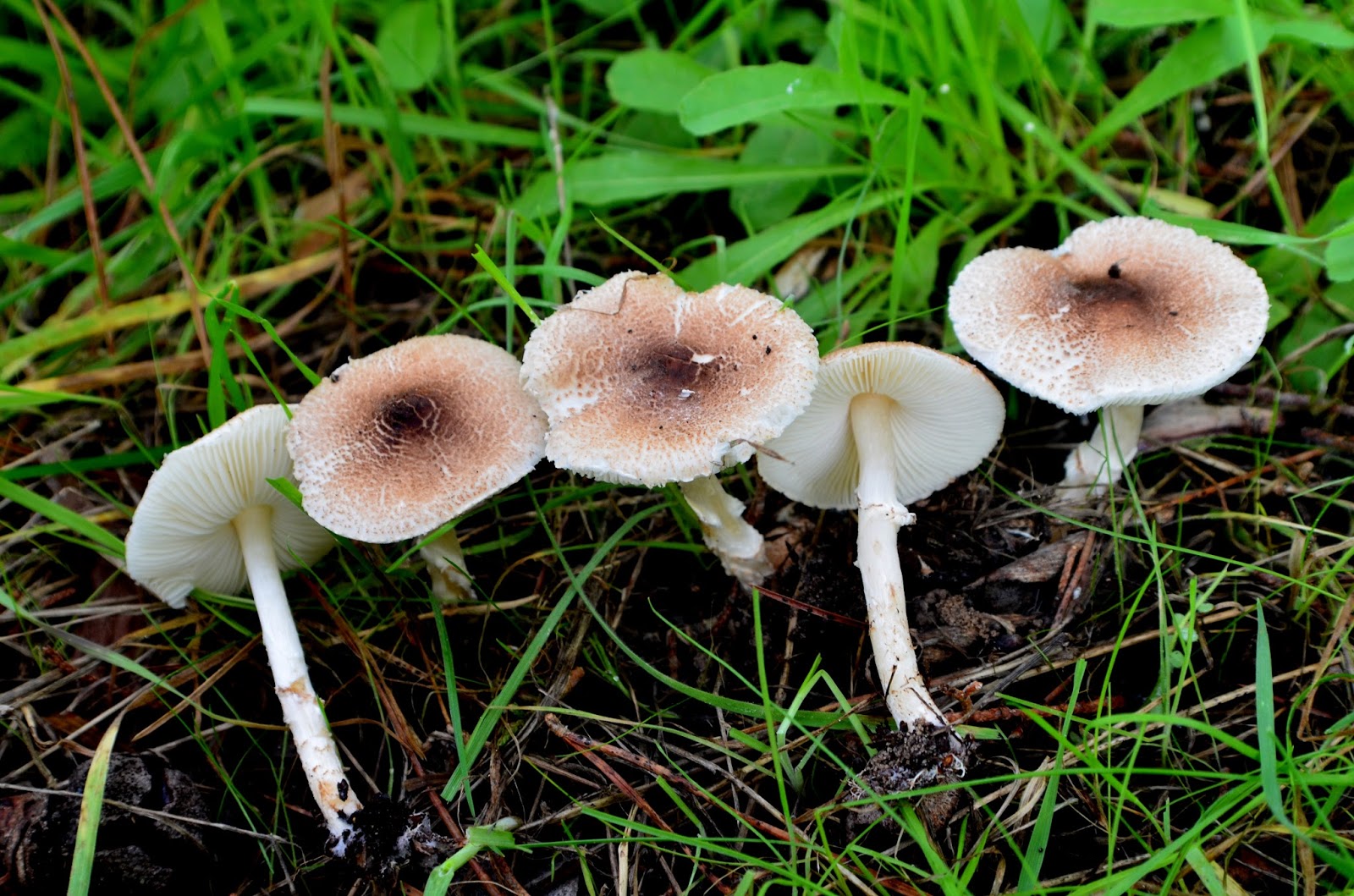 Setas Extremadura : Lepiota Josserandii