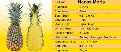 Anim Agro Technology: NENAS MORIS (AC1) - CIRINYA