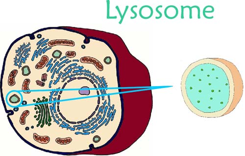Les organites de la cellule animale et végétale | Bio faculté