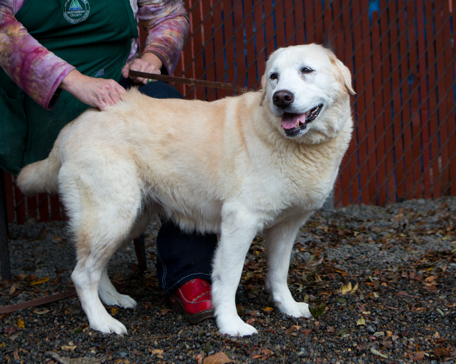 Shelter Dogs of Portland: "JULIE" darling senior Yellow Lab