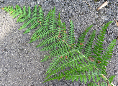 HELECHOS SILVESTRES: helecho común, (Pteridium aquilinum)