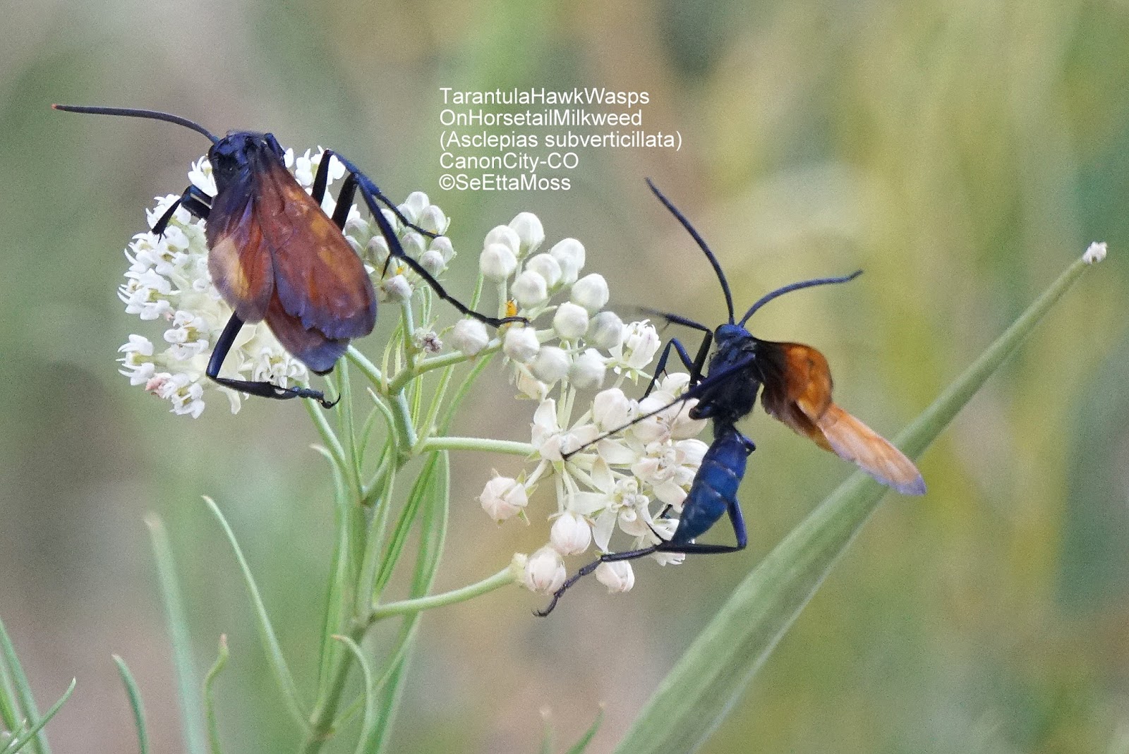 Tarantula Hawk Moths on pretty native milkweed called Horsetail Milkweed