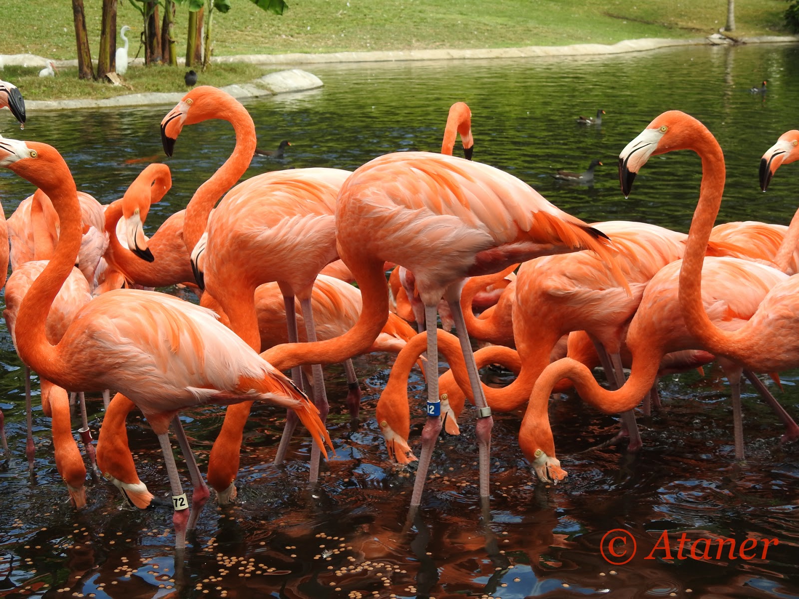 Zdjęcia Fotos Photos: Flamingi